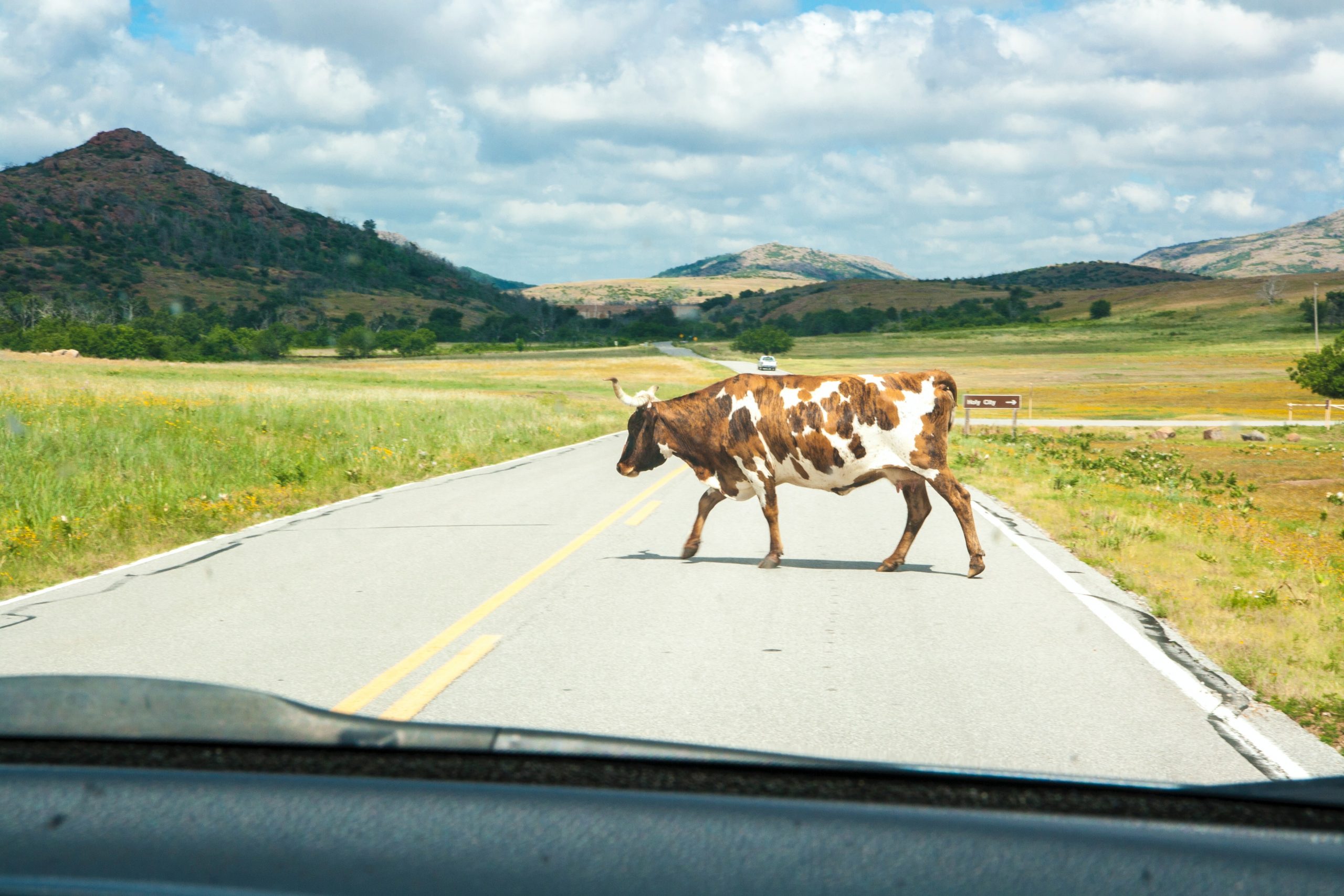 CATTLE RANCH DREAMS. – Tales From An Empty Nest